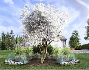 Seasonal Charm by Plant by Number. Landscape Design Plan - Etsy