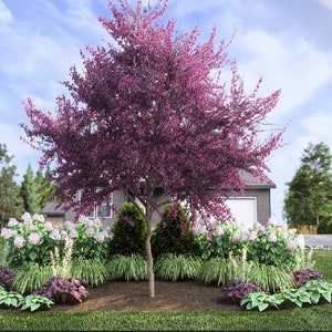 Afternoon Siesta by Plant by Number. Landscape Design Plan, Shade ...