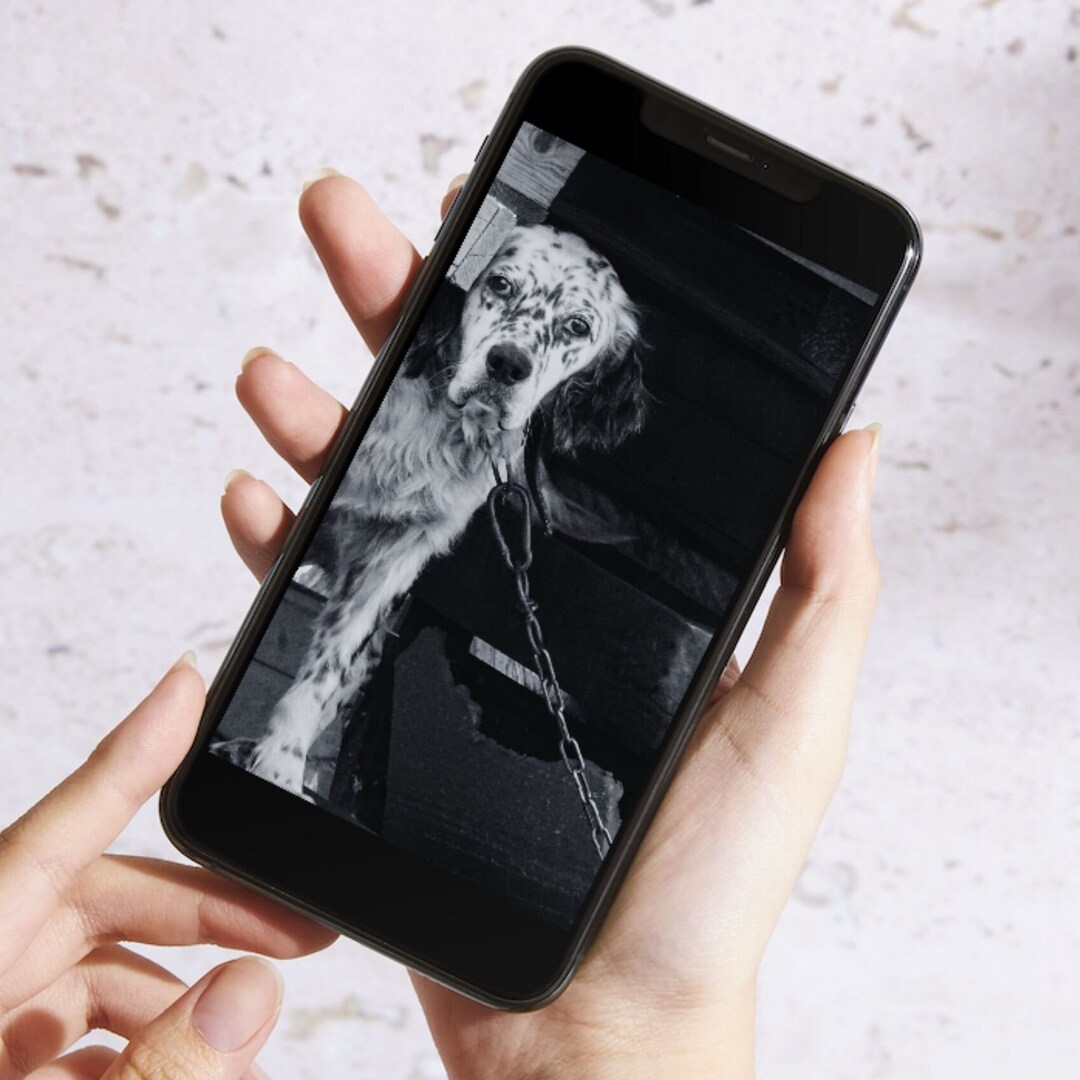 Original Smartphone Wallpaper, iPhone Wallpaper, Phone Wallpaper Pet ...