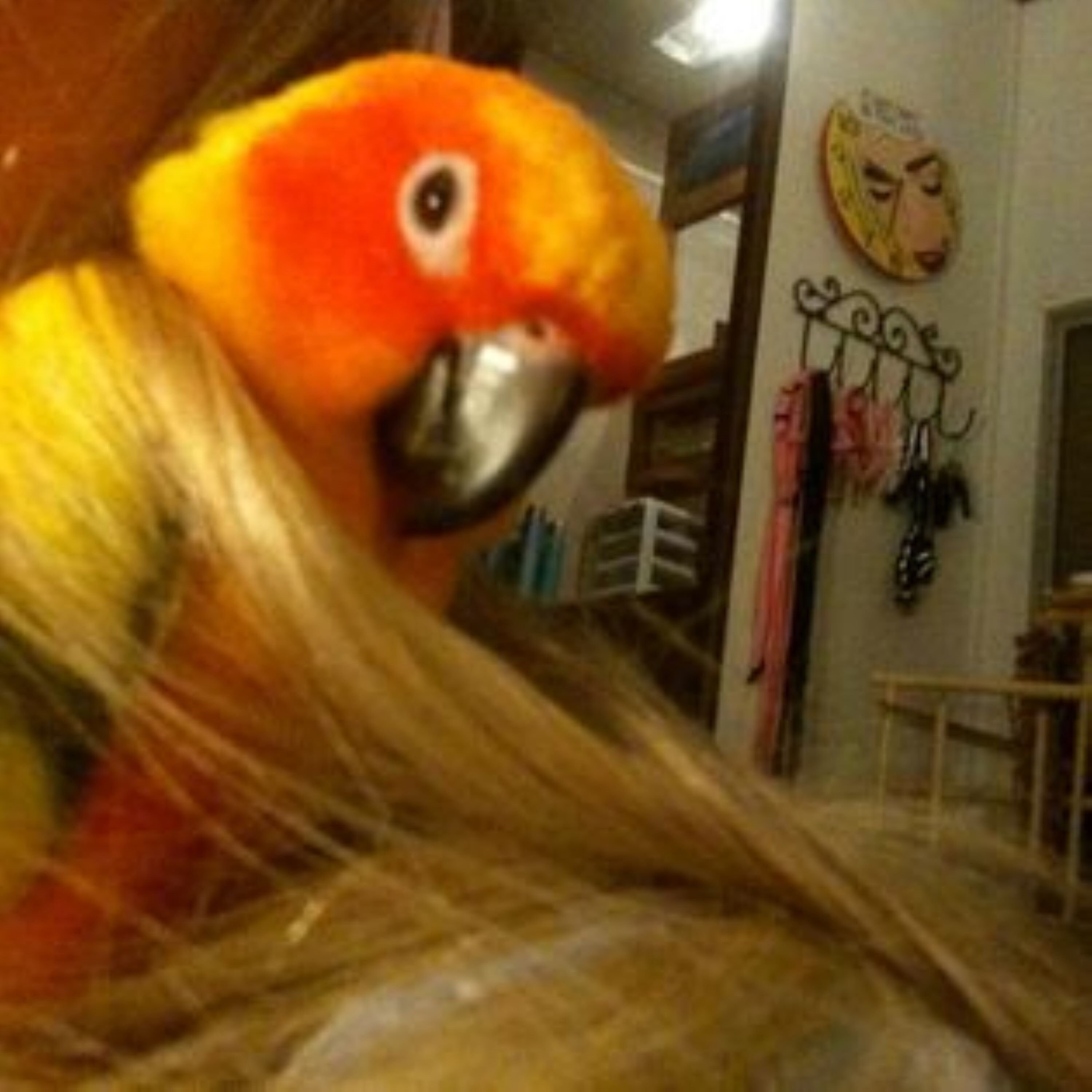 Sun Conure Feathers Naturally Shed and Cruelty Free - Etsy