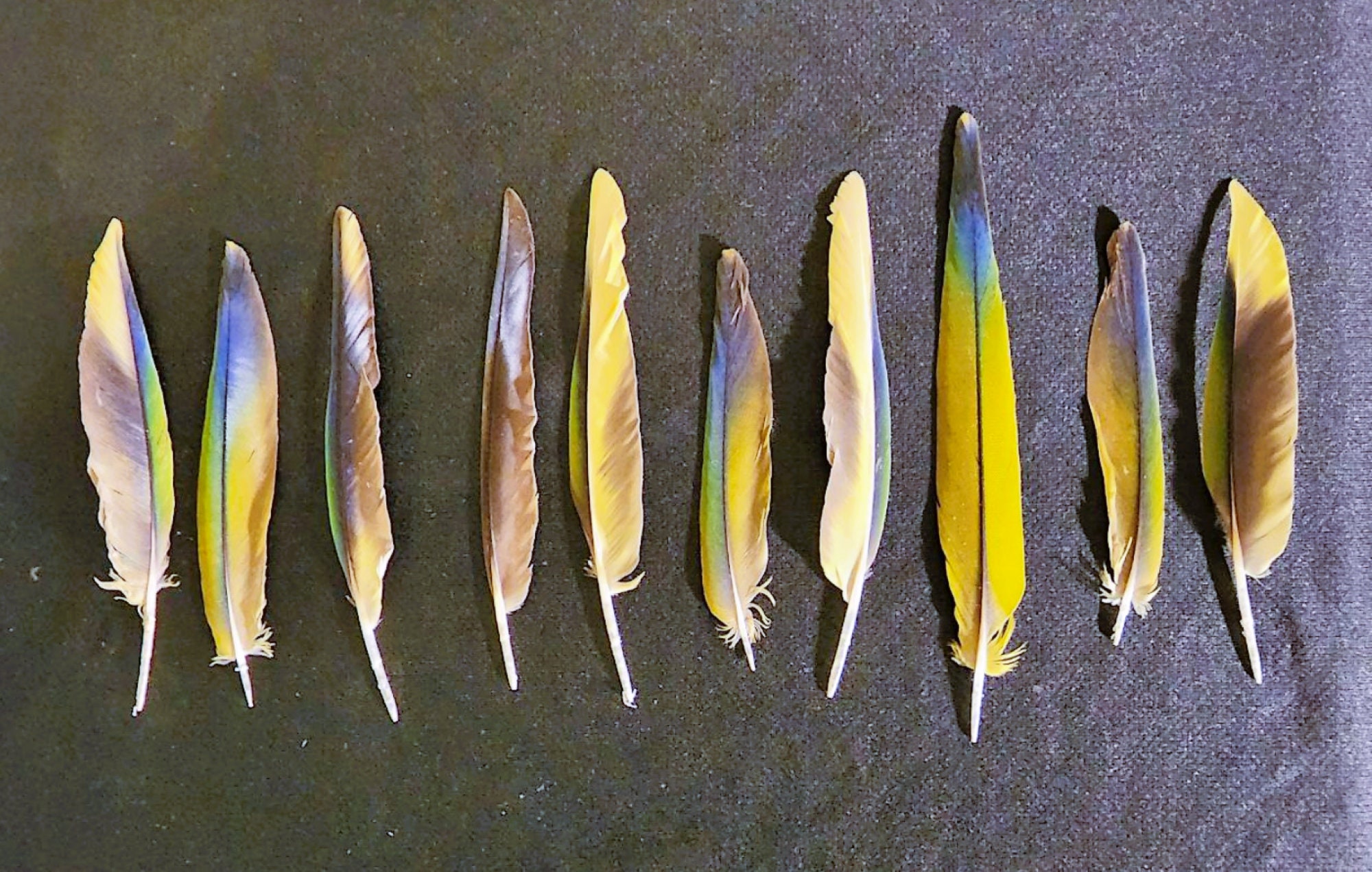 Sun Conure Feathers Naturally Shed and Cruelty Free - Etsy