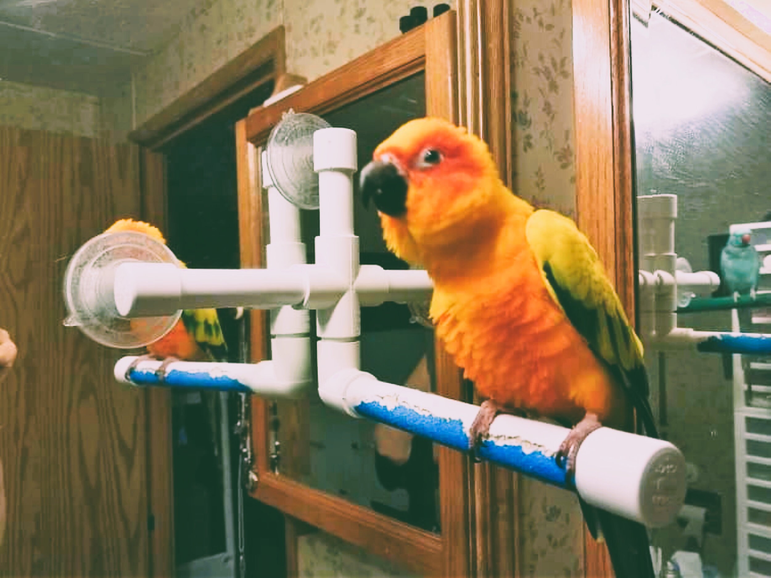 Sun Conure Feathers Naturally Shed and Cruelty Free - Etsy