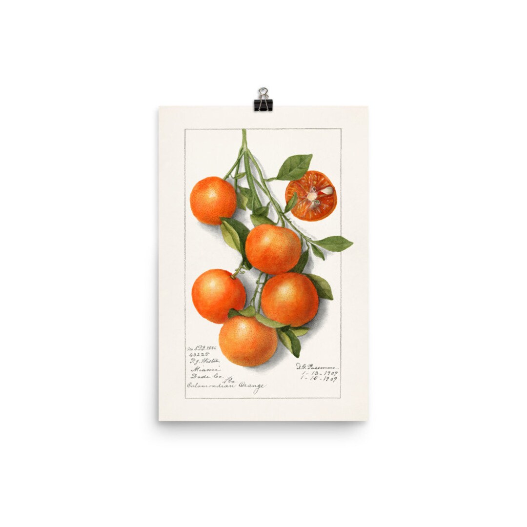 Orange You Glad Poster - Etsy