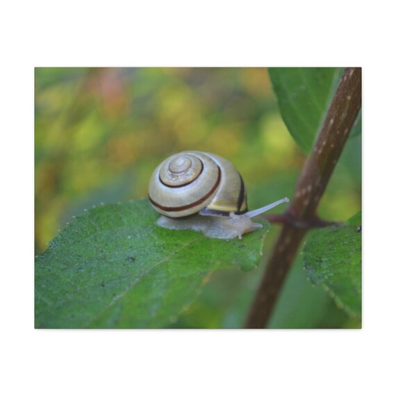 Snail Canvas - Etsy