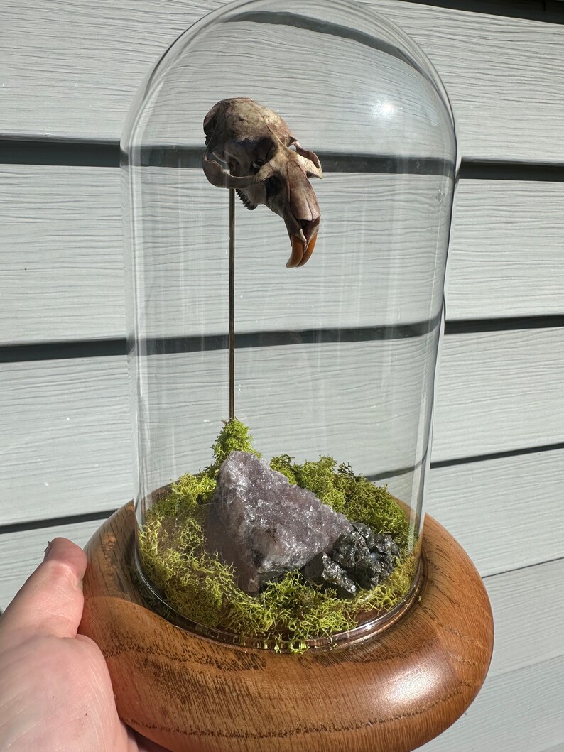 Skull, Moss, Crystal Dome - Etsy