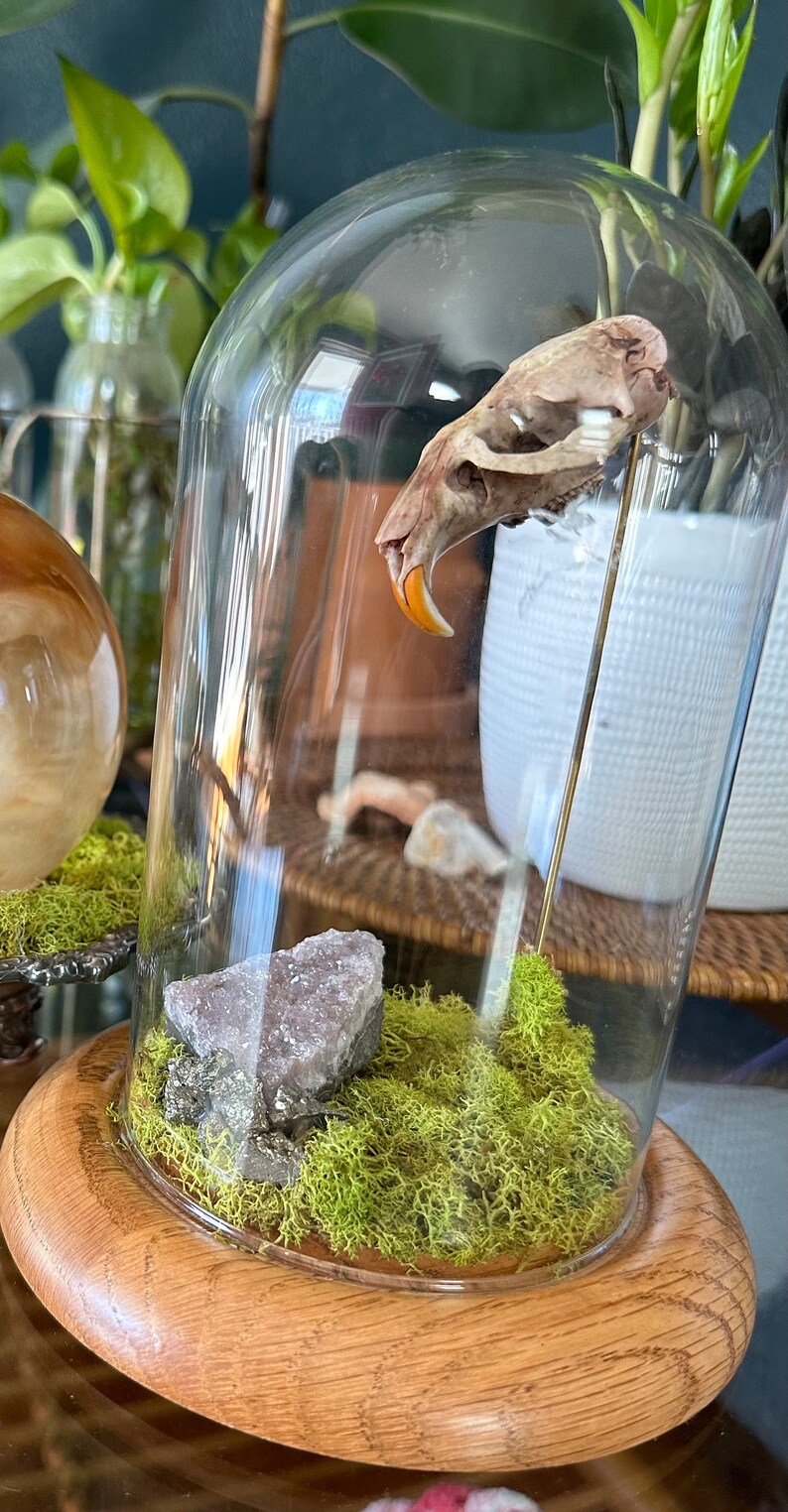 Skull, Moss, Crystal Dome - Etsy