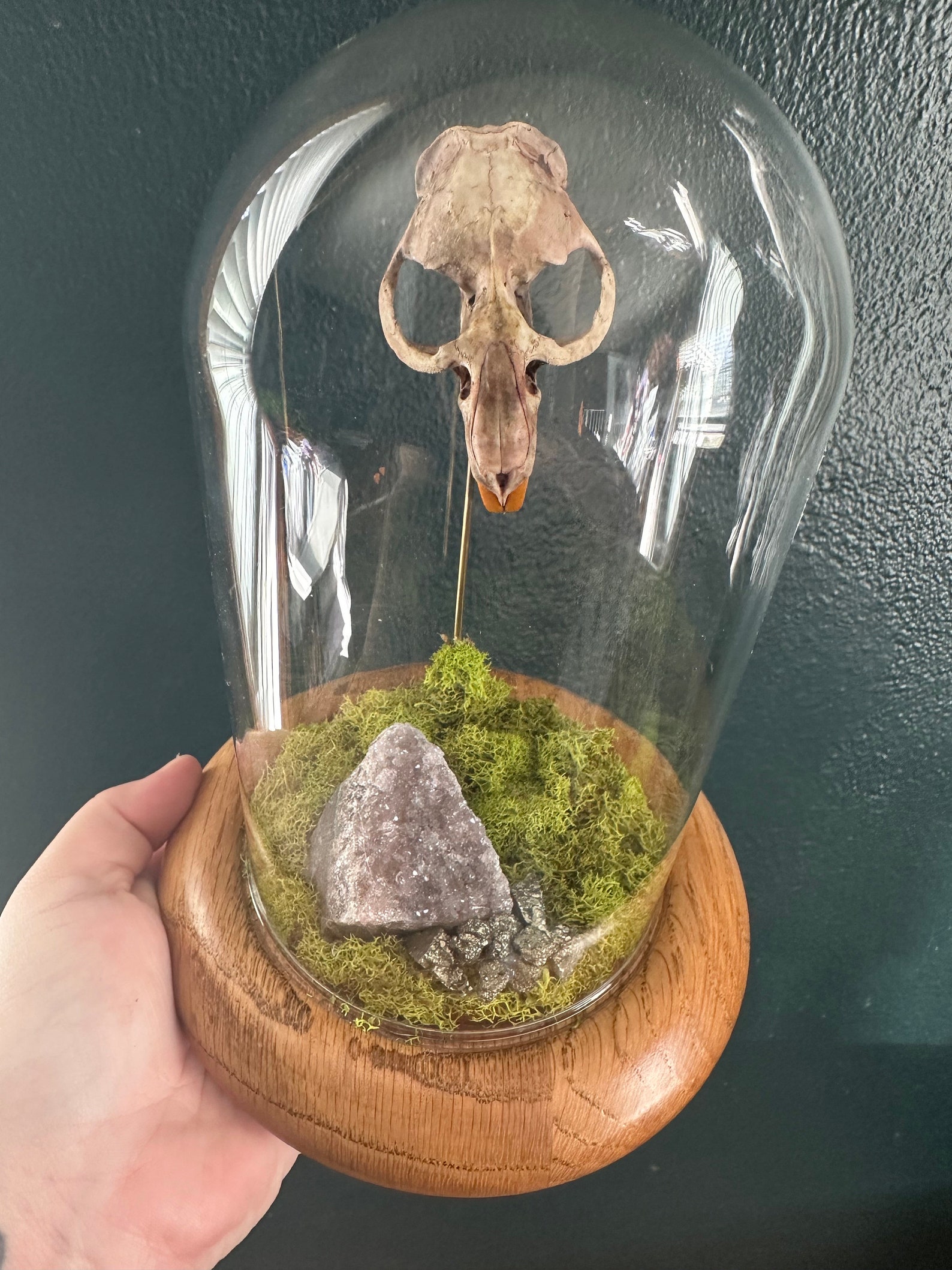 Skull, Moss, Crystal Dome - Etsy
