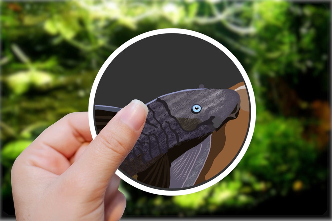 Blue Eyed Panaque Pleco Vinyl Sticker - Etsy