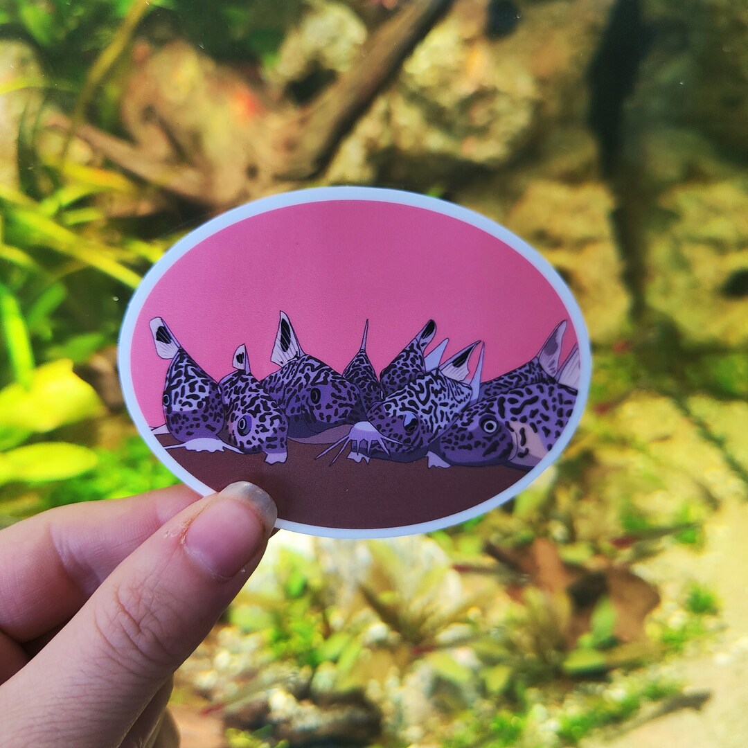 Corydora Catfish Vinyl Sticker - Etsy