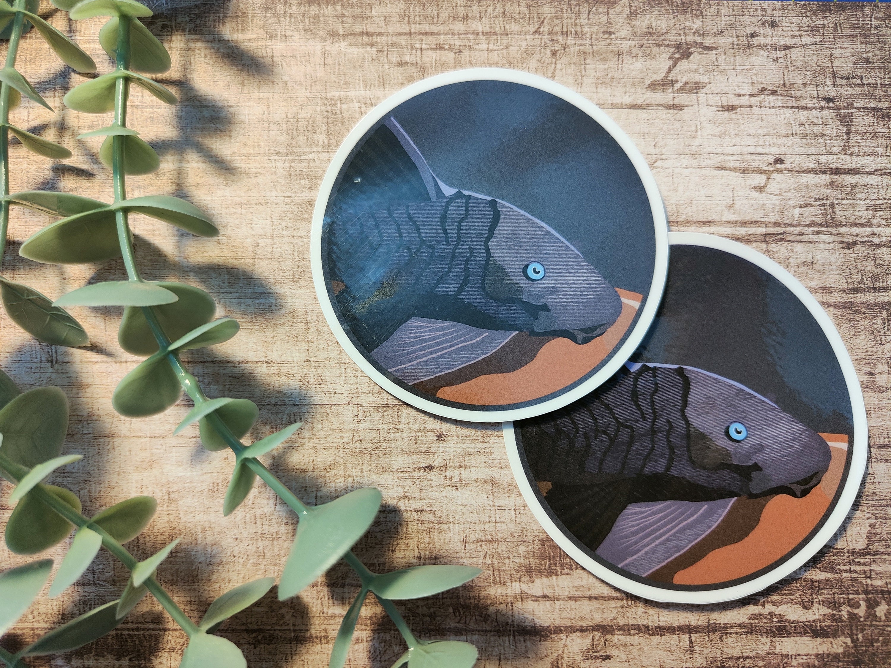 Blue Eyed Panaque Pleco Vinyl Sticker - Etsy