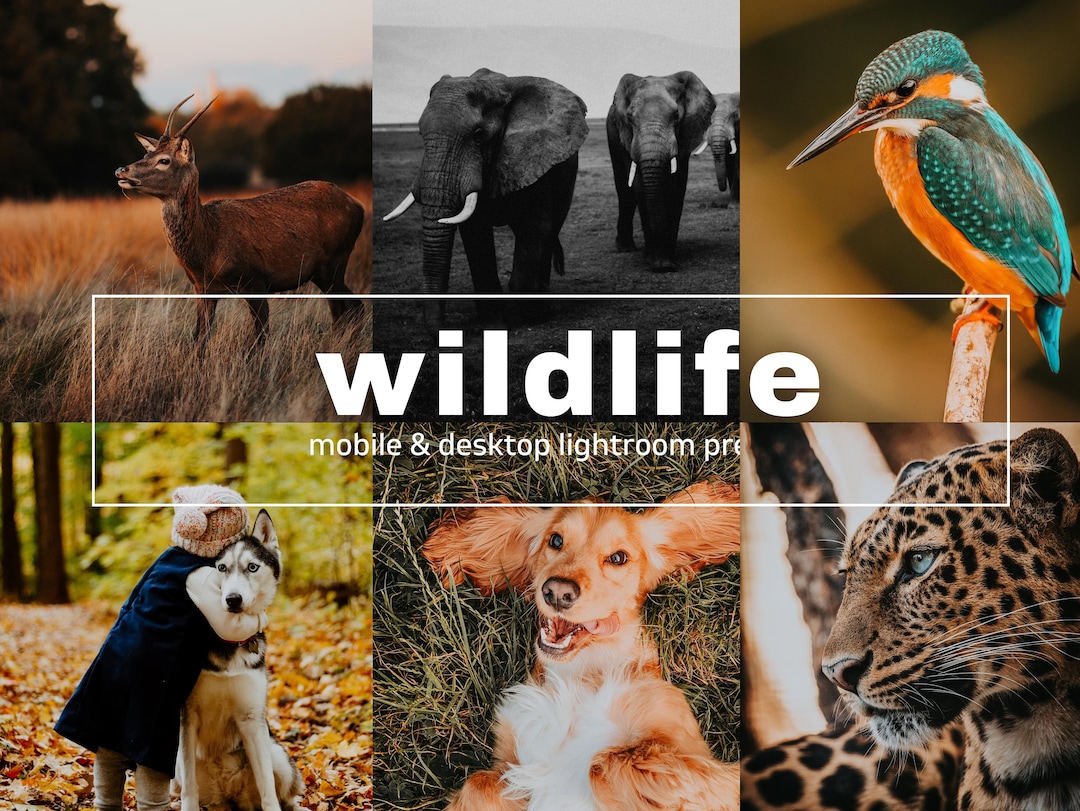 6 WILDLIFE Lightroom Mobile & Desktop Presets | Nature Presets | Pet ...