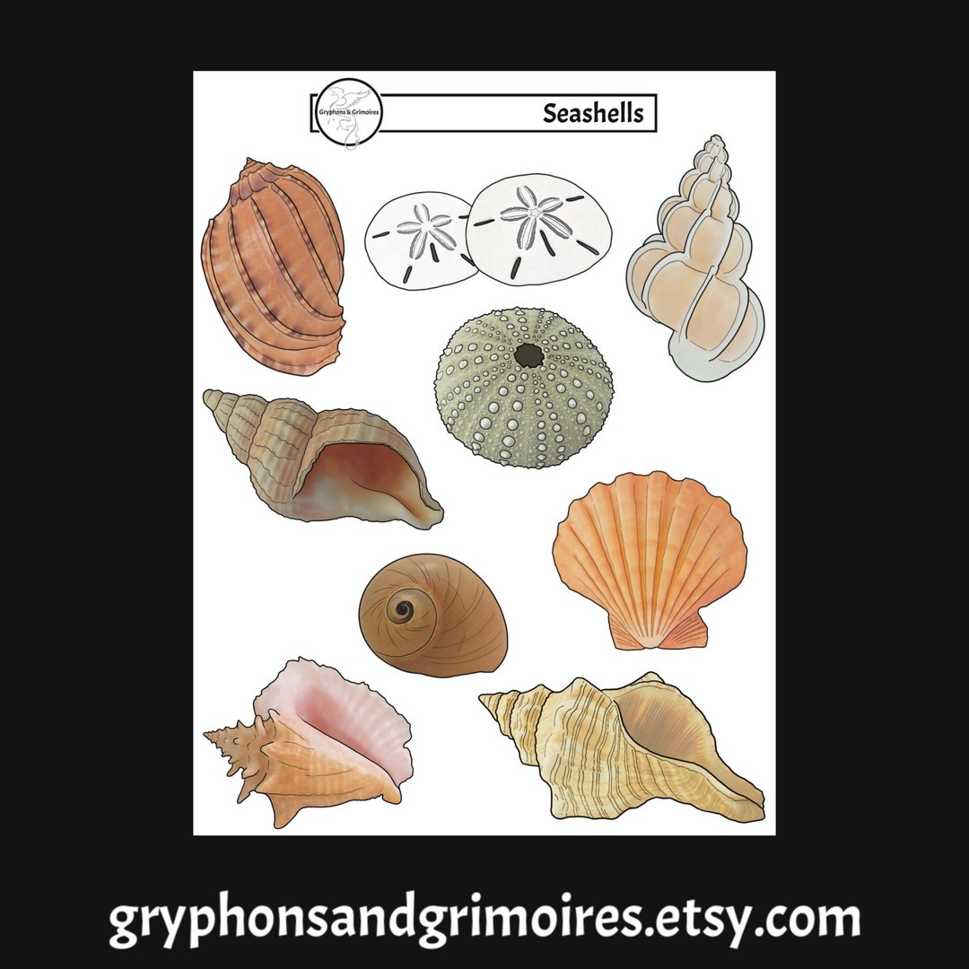 Seashell Deco Stickers - Etsy
