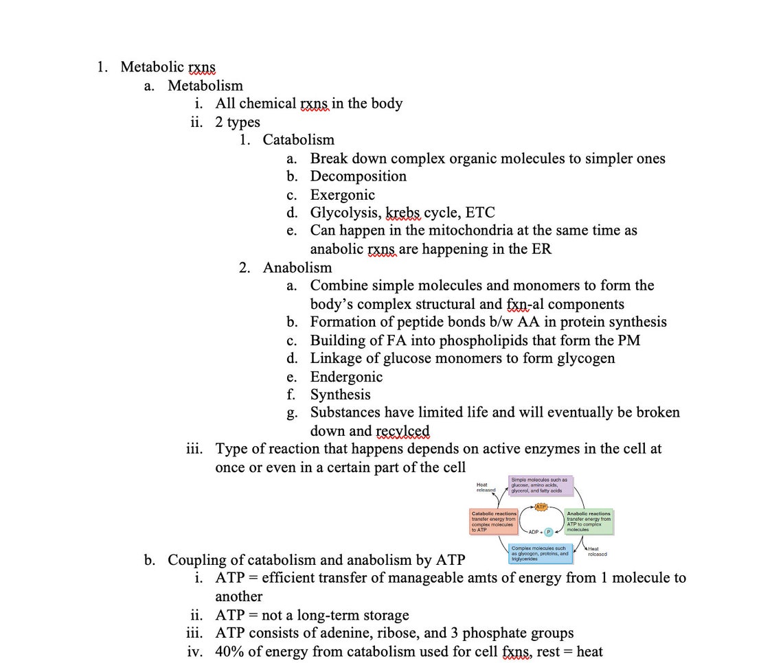Metabolism and Nutrition Notes - Etsy
