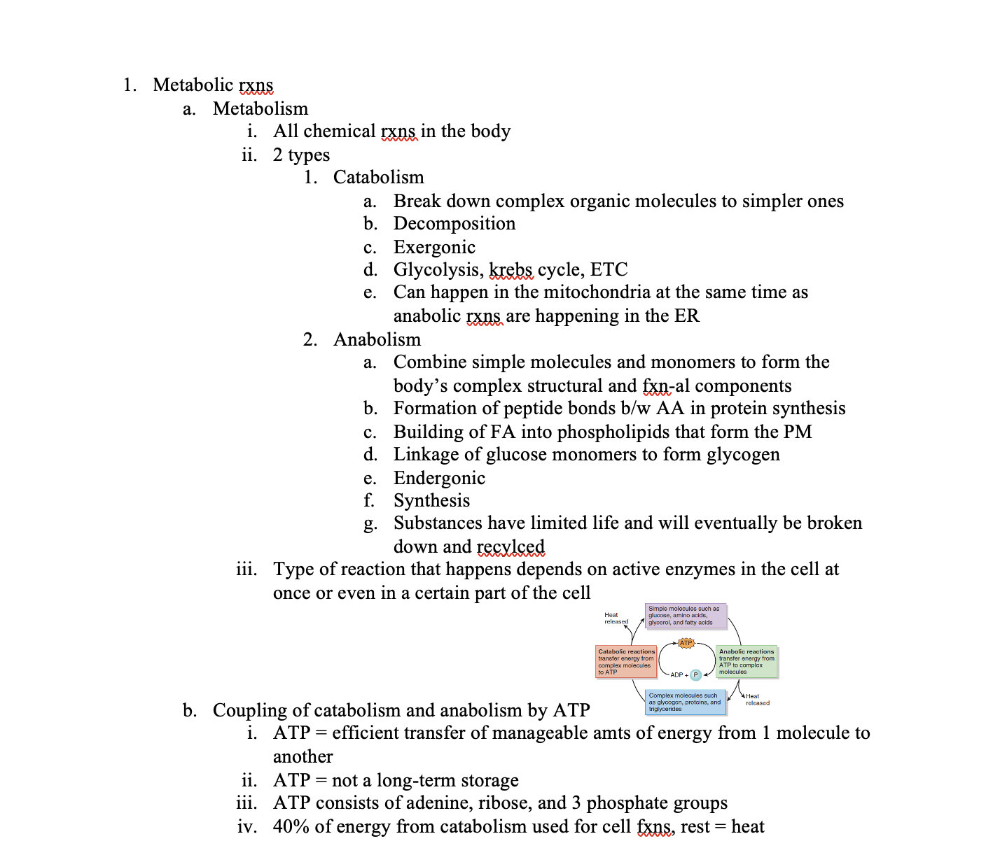 Metabolism and Nutrition Notes - Etsy