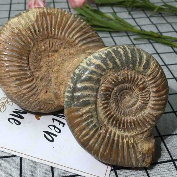 Ammonite Fossil - Etsy