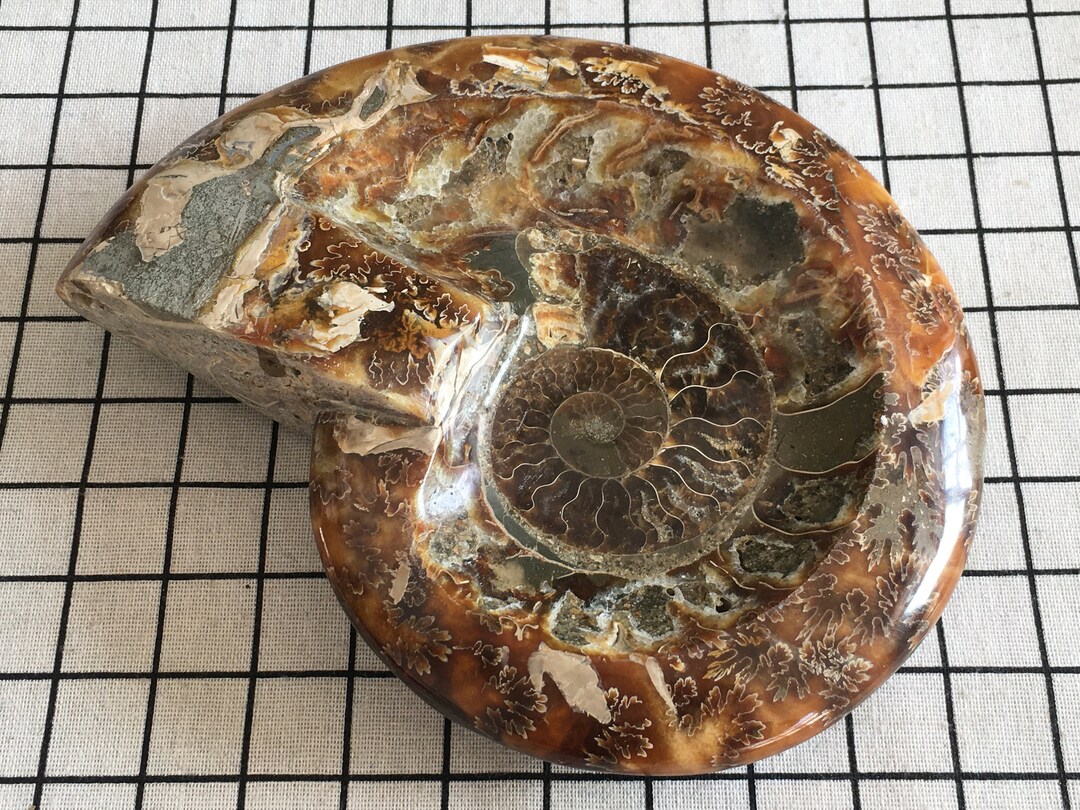 7.8natural Ammonite Fossil Quartz Crystal Ashtray - Etsy
