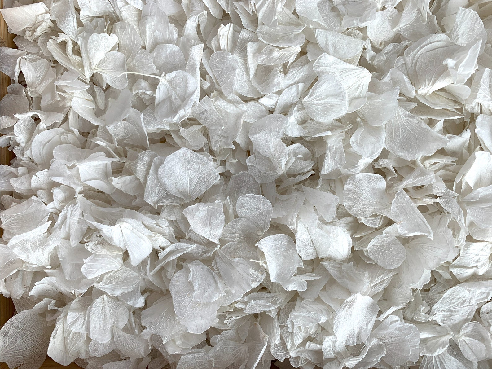Snow White Hydrangea Biodegradable Wedding Confetti Packets Set of 10 ...