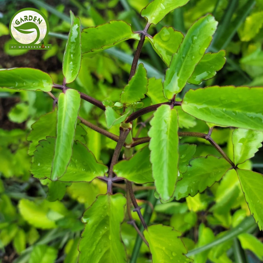 Prodigiosa / Siempre Viva leaf of Life Kalanchoe Herb Used - Etsy