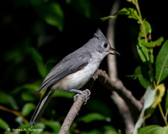 Tufted Titmouse Pair 2 Hand Carved and Hand Painted Wooden - Etsy