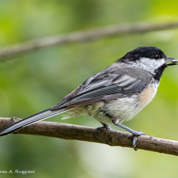 Chickadees on Branch - Etsy