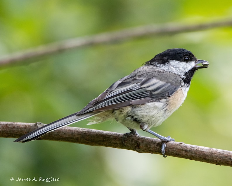 Chickadee on a Branch - Etsy