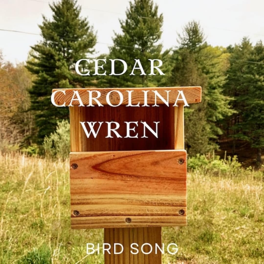 Carolina Wren Birdhouse Nest Box Wooden by Nestedaloftartisans - Etsy