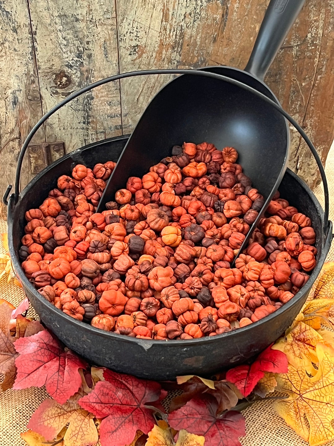 Putka Pods. Adorable Mini Pumpkins in Shades of Orange and Brown ...
