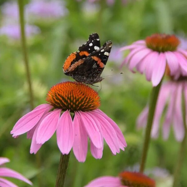 Purple Cone Flower - Etsy