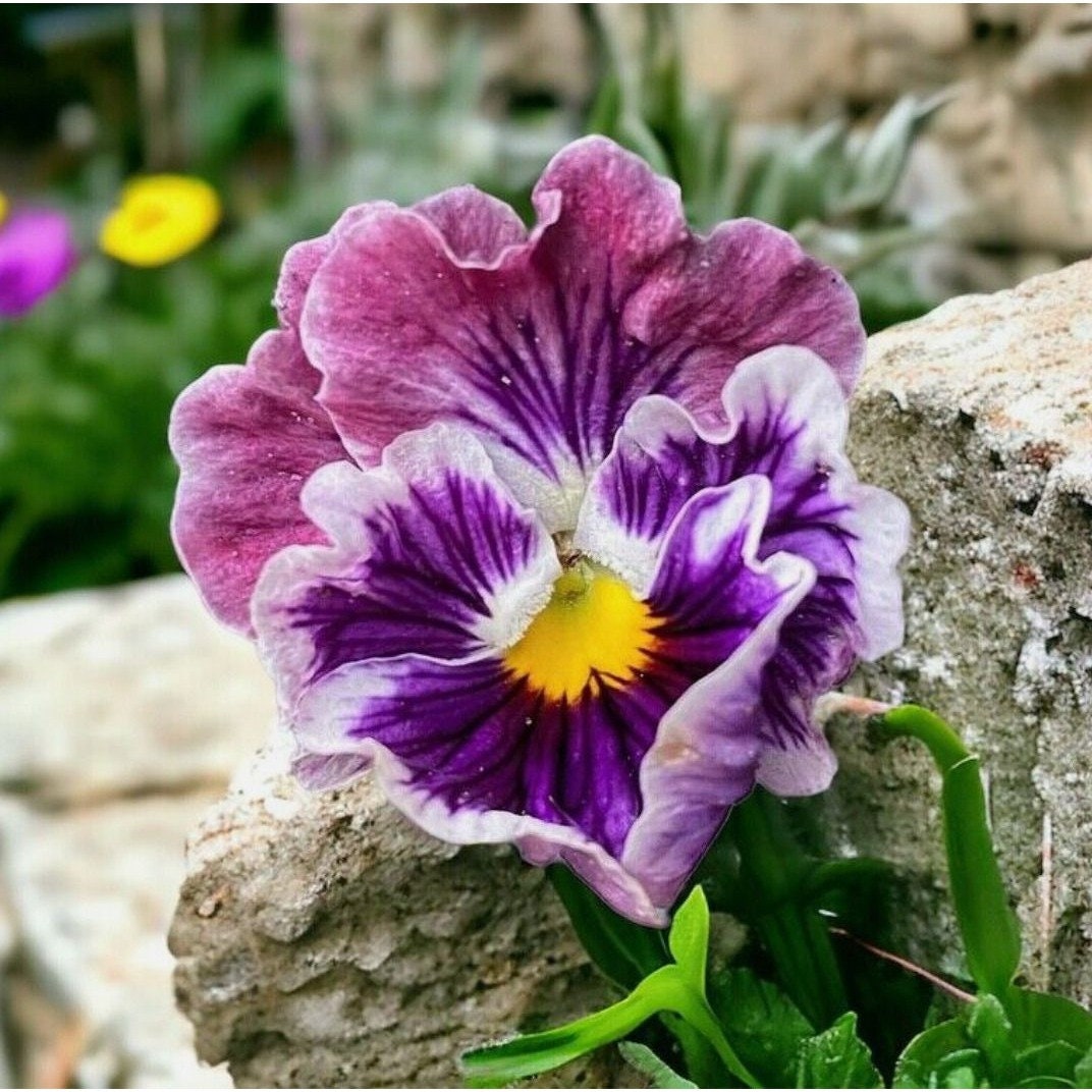 Ruffled Pansy Flower Seeds Hardy Annual Flowers - Etsy