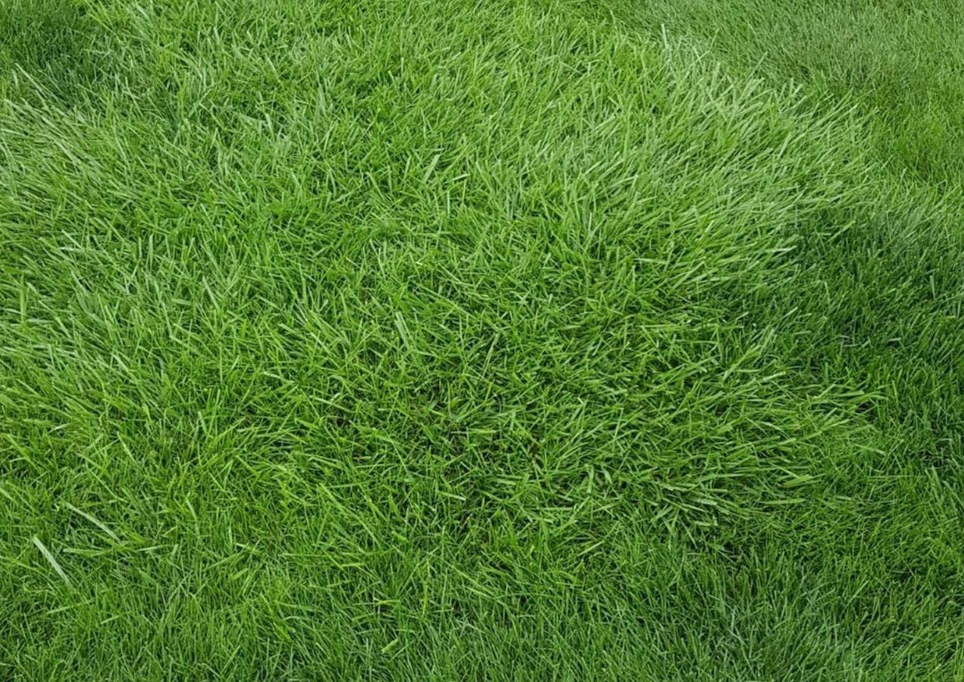 Tall Fescue Grass, Perennial Ryegrass, Kentucky Bluegrass SEED and ...