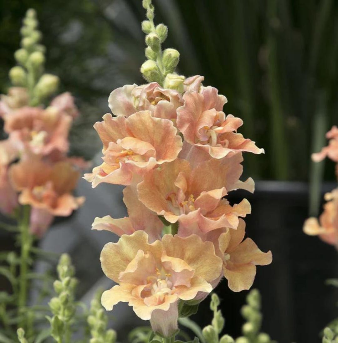 50 Snapdragons Seeds Magnificent Tall Blooms of Peach and Apricot ...