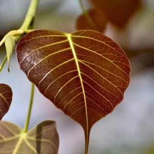 Sacred Fig Tree Seeds - Ficus Religiosa - Bodhi Buddha Tree Seeds ...