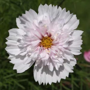 Cupcakes Blush Cosmos Seeds - Light Pink Ruffled Flowers - Etsy