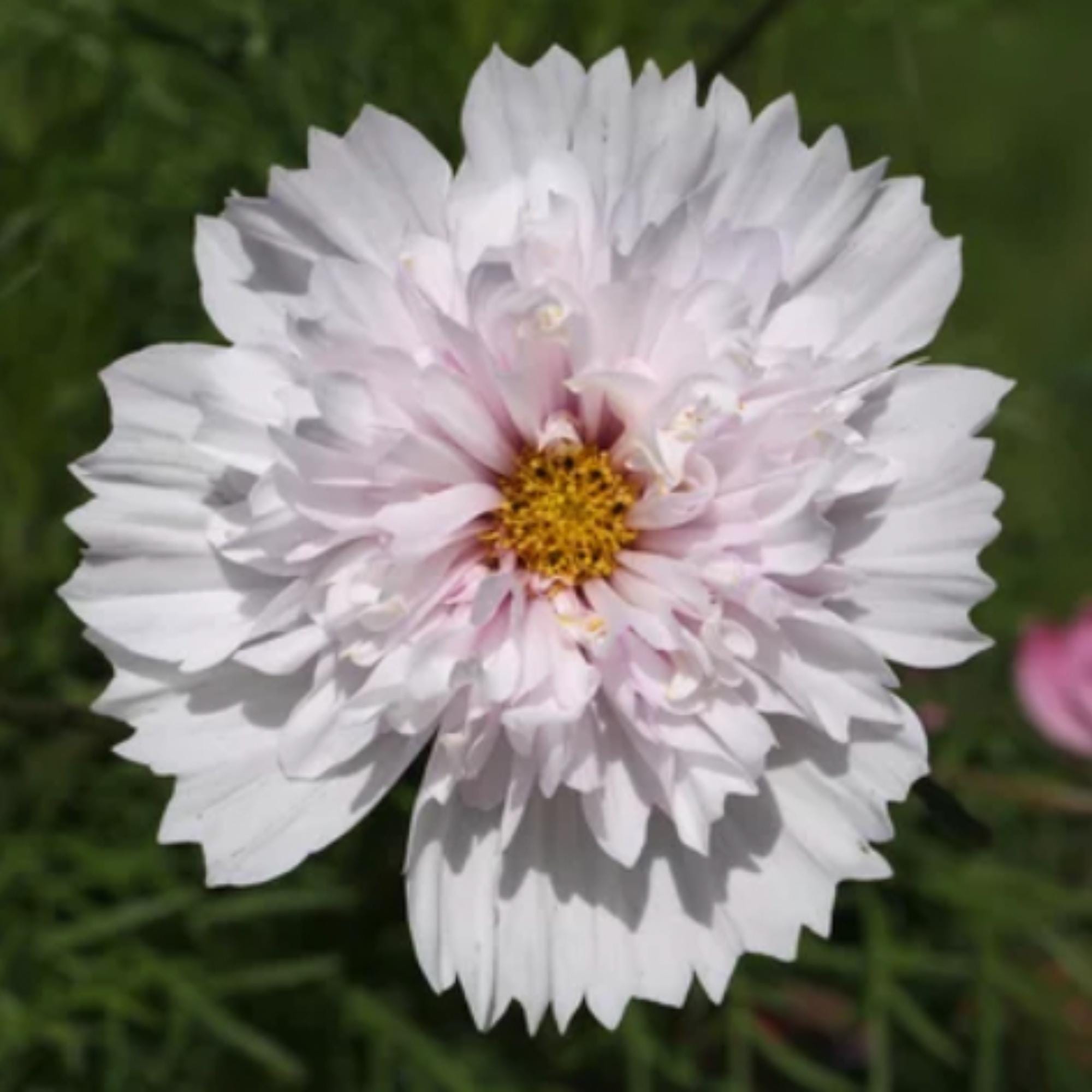 Cupcakes Blush Cosmos Seeds - Light Pink Ruffled Flowers - Etsy