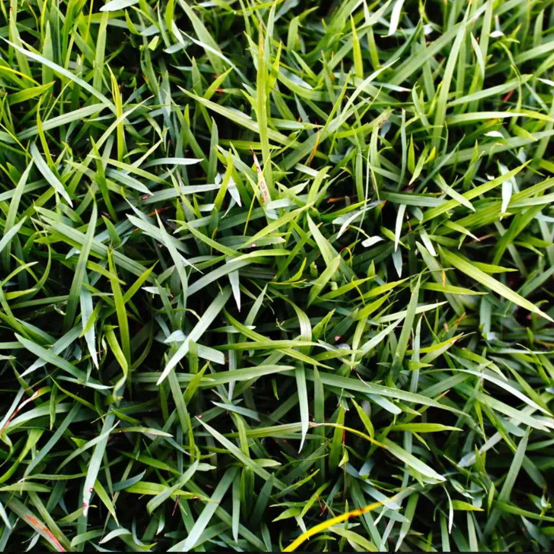 Zoysia Grass Seeds – Drought-tolerant Korean Lawn, Full Sun - Etsy