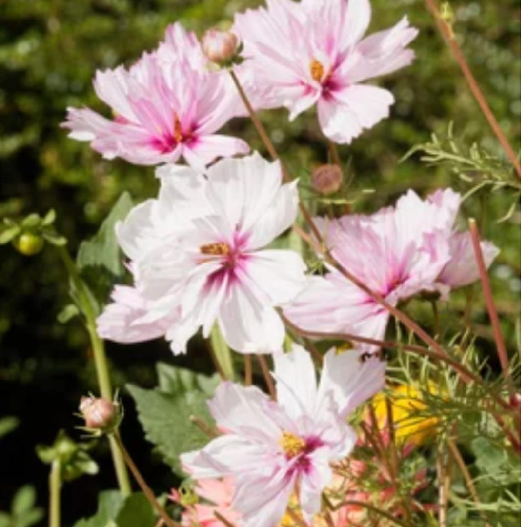 Cupcakes Blush Cosmos Seeds - Light Pink Ruffled Flowers - Etsy