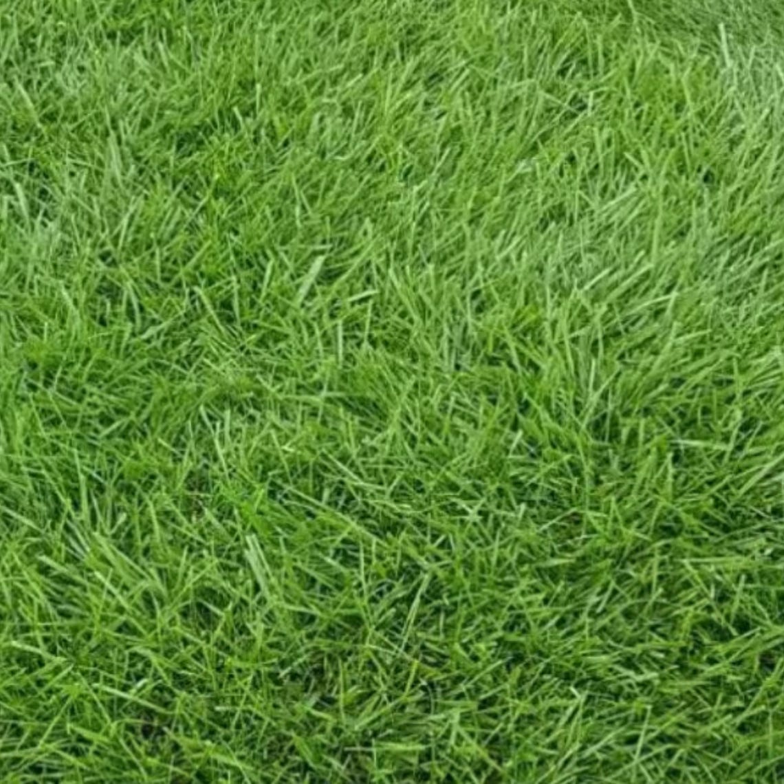 Grass Seeds and Fertilizer Mix - Tall Fescue, Kentucky Bluegrass ...