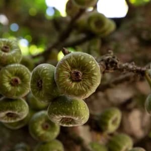 Sacred Fig Tree Seeds - Ficus Religiosa - Bodhi Buddha Tree Seeds ...