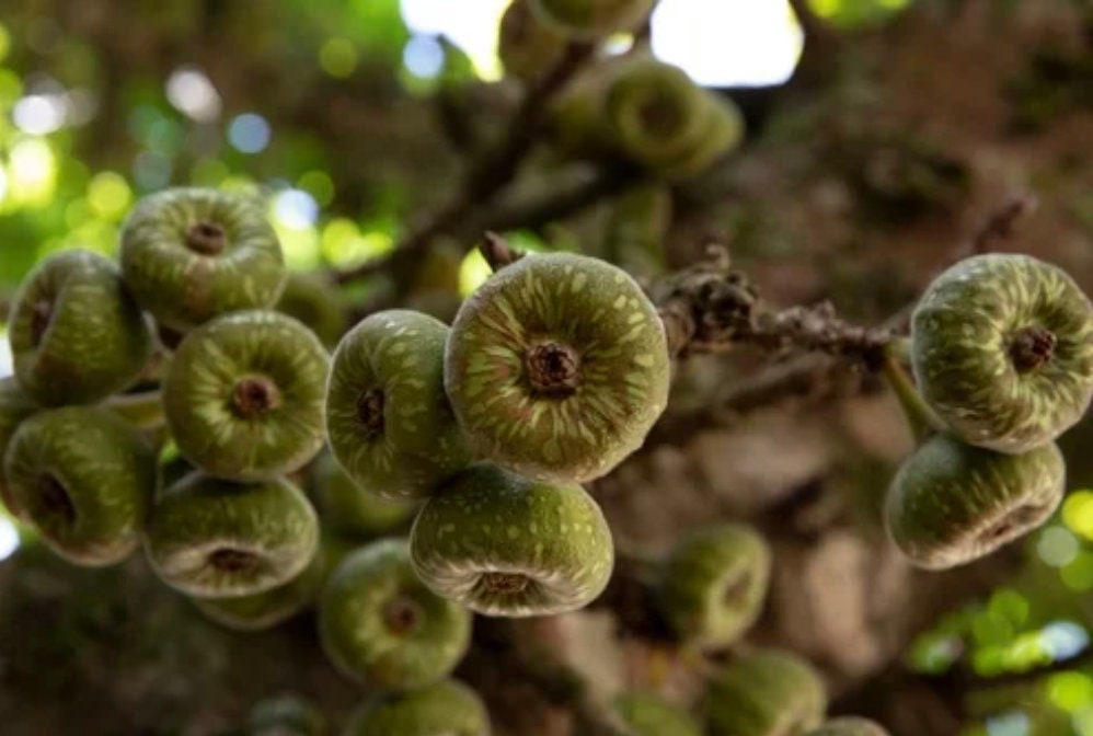 Sacred Fig Tree Seeds - Ficus Religiosa - Bodhi Buddha Tree Seeds ...