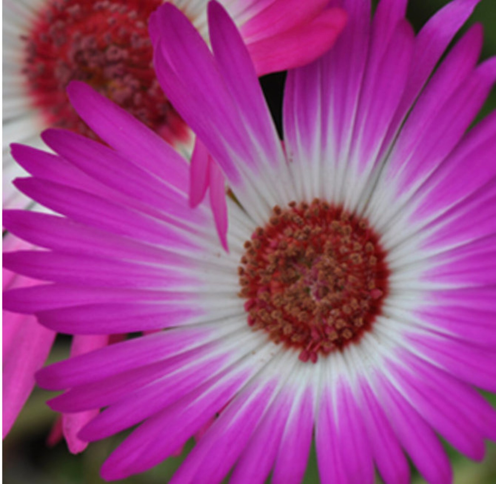 Ice Plant Drought Resistant Flower Seeds, Hardy Ground Cover!! Mix ...