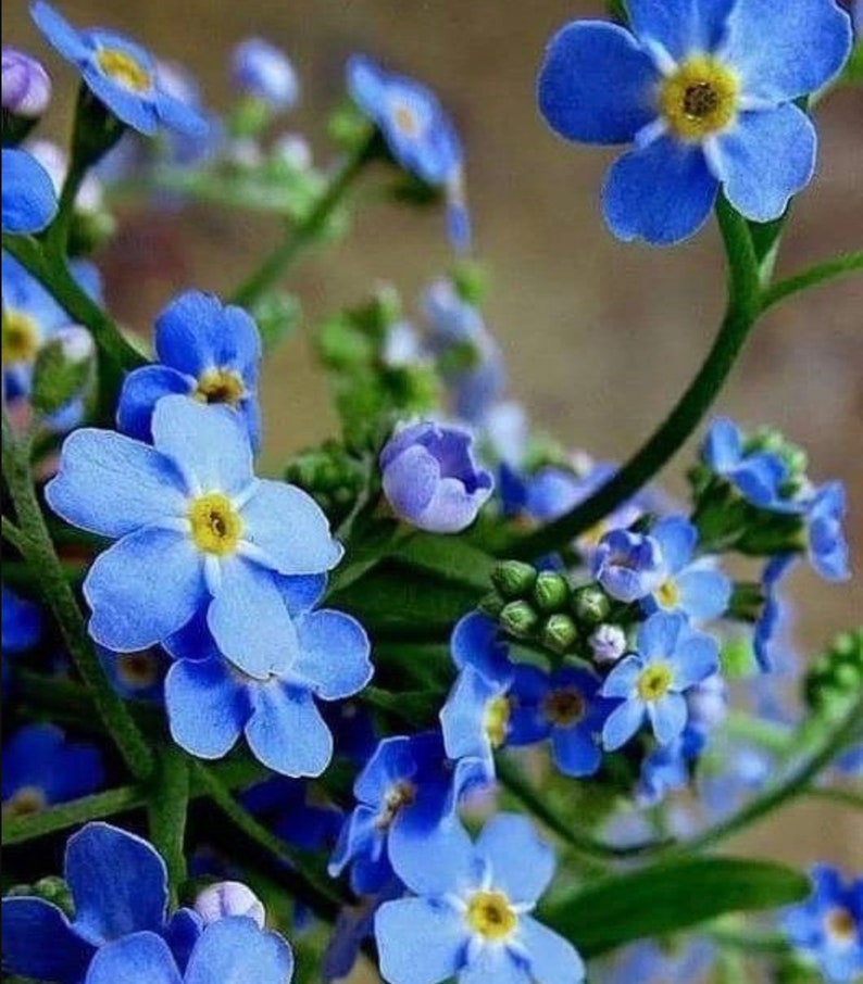Forget Me Not Flower Seeds, Shade Tolerant Myosotis Alpestris - Etsy