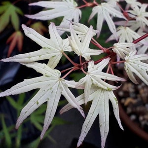 15 Ukigumo Japanese Maple Tree SEEDS Variegated Japanese Maple Acer ...