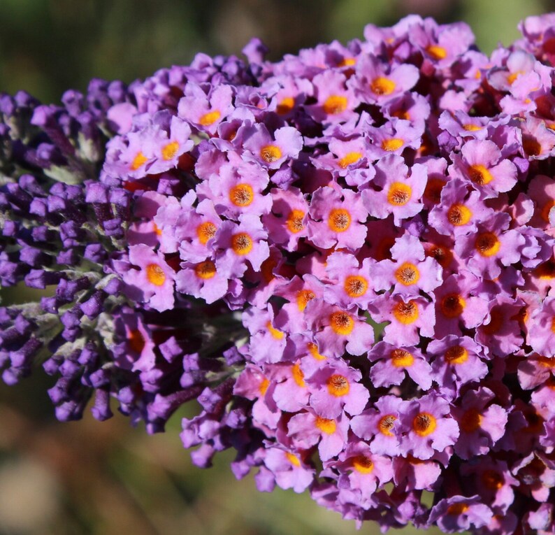 Hybrid Butterfly Bush SEEDS Buddleia Davidii ' Sterile Hybrid Butterfly ...