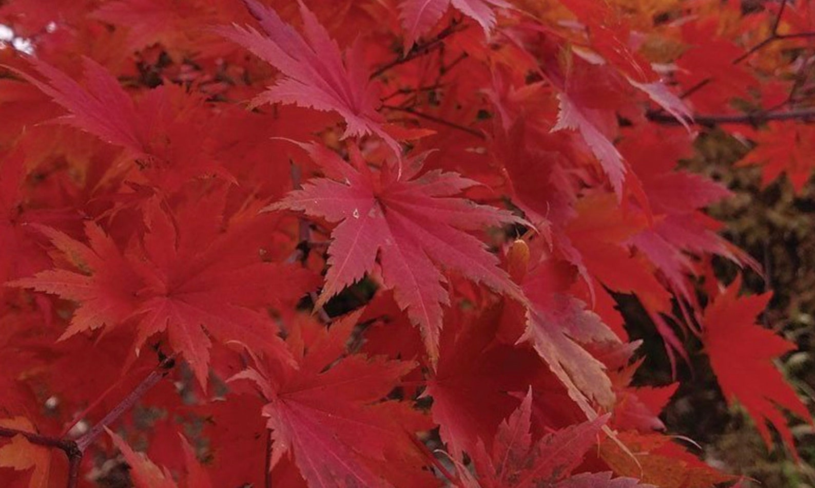 Korean Maple Tree Seeds acer Pseudosieboldianum Purplebloom Maple ...