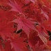 Korean Maple Tree Seeds acer Pseudosieboldianum Purplebloom Maple ...