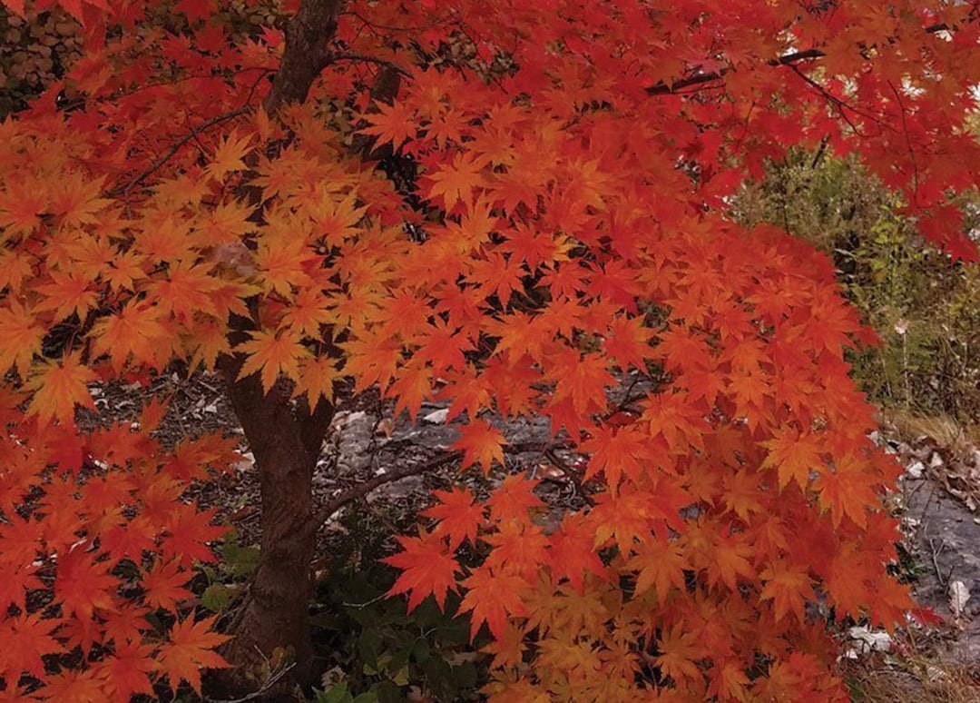 Korean Maple Tree Seeds (acer Pseudosieboldianum) Purplebloom Maple ...