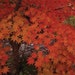Korean Maple Tree Seeds acer Pseudosieboldianum Purplebloom Maple ...