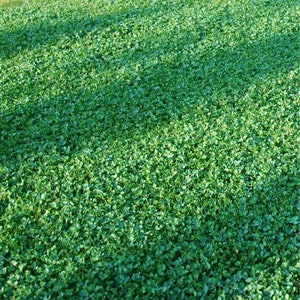 1000 Micro Clover Seeds Ground Cover Drought Resistant Naturally ...