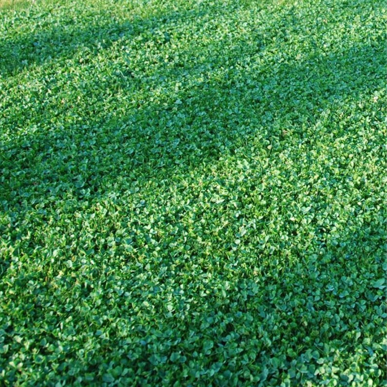 1000 Micro Clover Seeds Ground Cover Drought Resistant Naturally ...