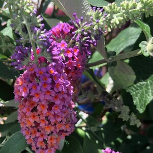 Hybrid Butterfly Bush SEEDS - Buddleia Davidii ' Sterile Hybrid ...